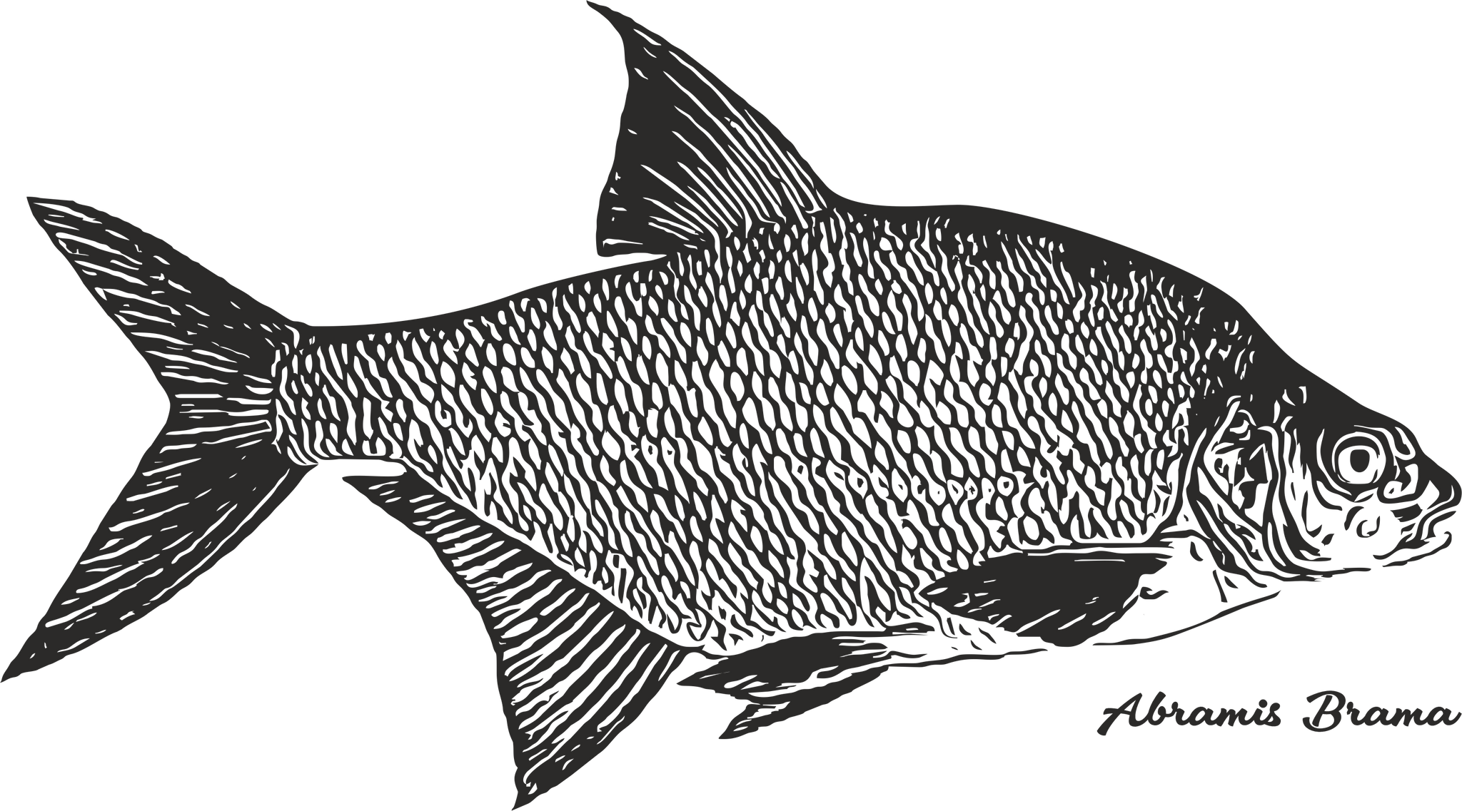 Bream Fishing Decal – Lifelike Vinyl Art for Coarse Fishing Fans