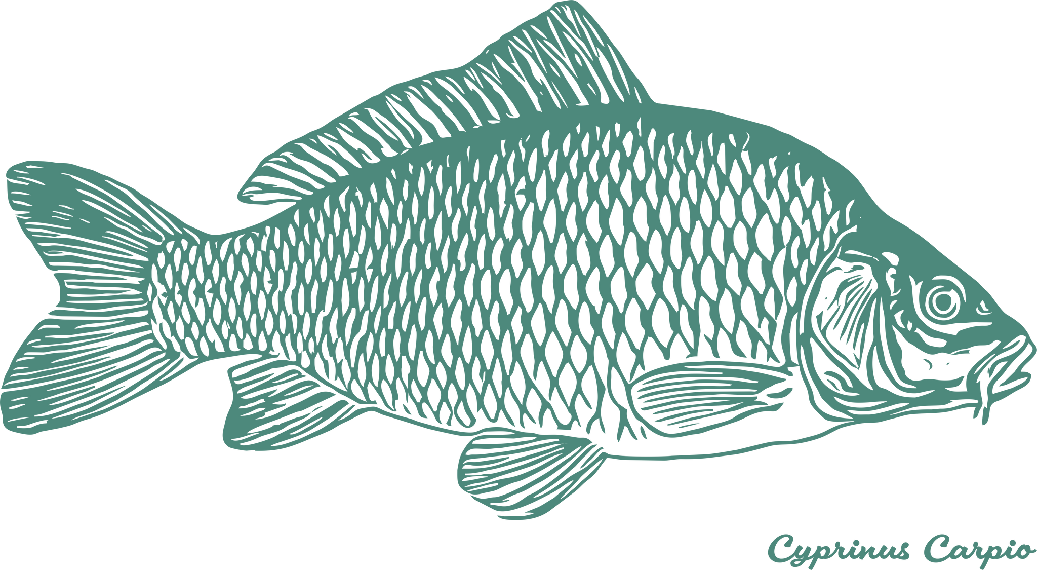 Common Carp Fishing Decal – Classic Vinyl Art for Anglers