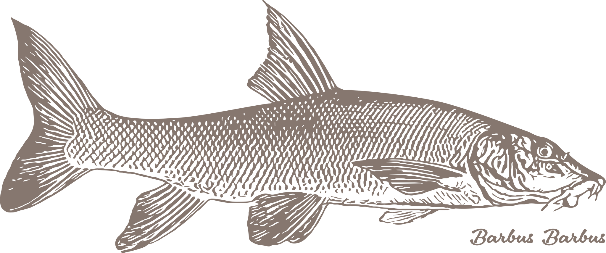 Barbel Fishing Decal – River Fish Vinyl Art for Coarse Anglers