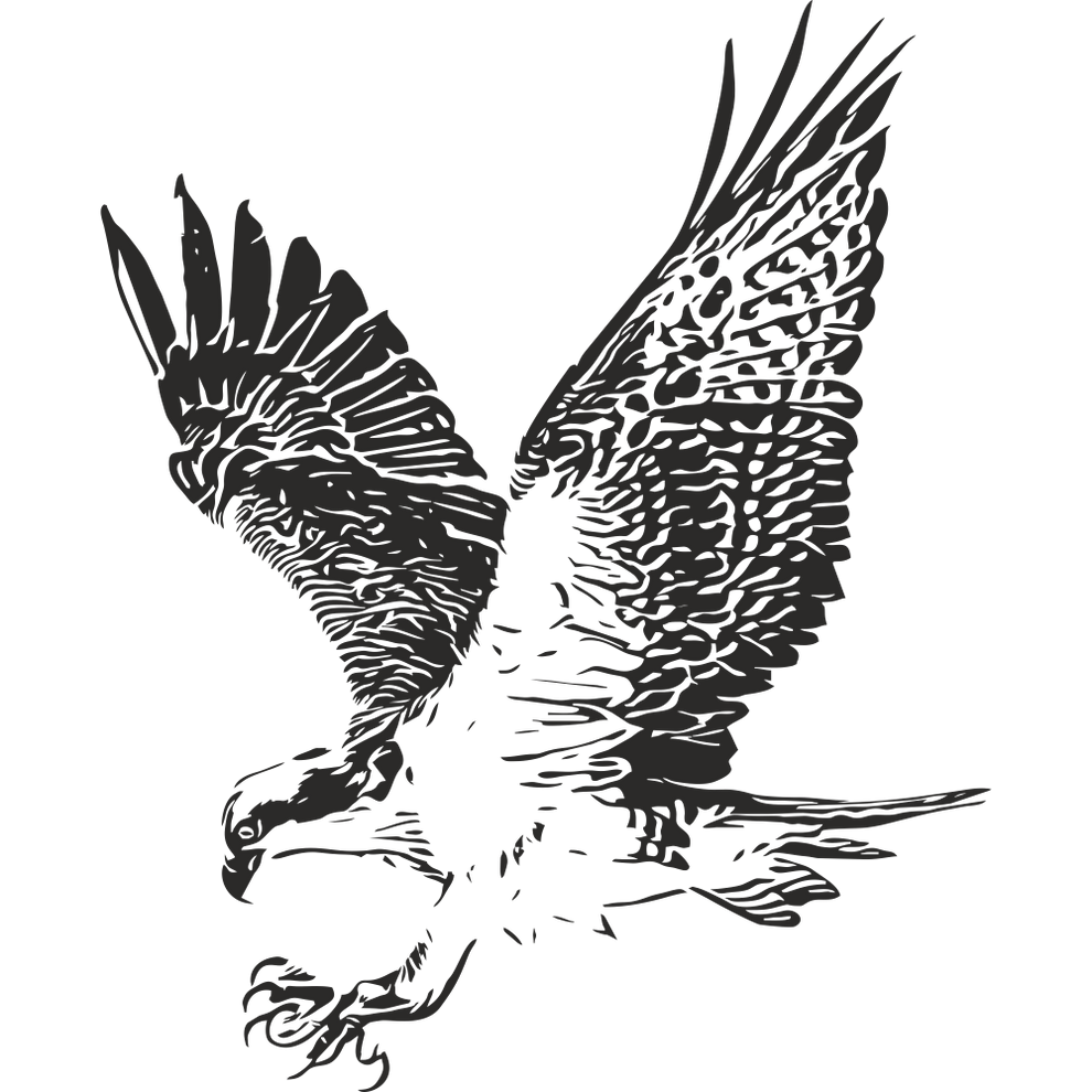 Eagle Vinyl Decal - Predatory Bird Art for Walls & Decor – Art Decals